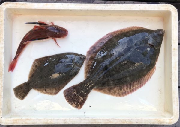 【釣果速報】気合十分のカレイ釣りで大型ヒット！最大サイズは42cm！神奈川県荒川屋であなたも興奮を味わいませんか？ « 釣りまとめアンテナ