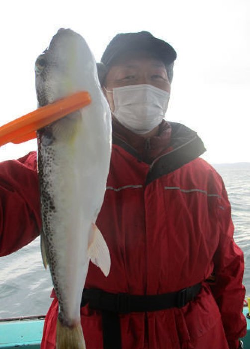 【釣果速報】兵庫県釣り船 名田屋で42cmのジャンボサイズを筆頭に良型フグ揃う！この冬は自分で釣った極旨フグを味わい尽くそう！