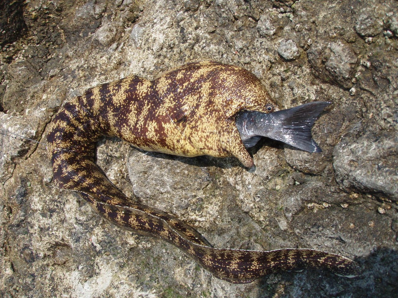 ウツボ徹底解説！海のギャングと呼ばれる理由とは？釣り方や食べ方も一挙ご紹介します！ « 釣りまとめアンテナ