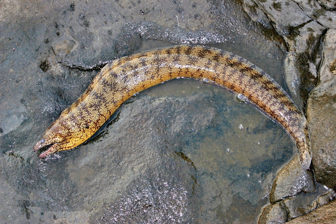ウツボ徹底解説！海のギャングと呼ばれる理由とは？釣り方や食べ方も一挙ご紹介します！ « 釣りまとめアンテナ