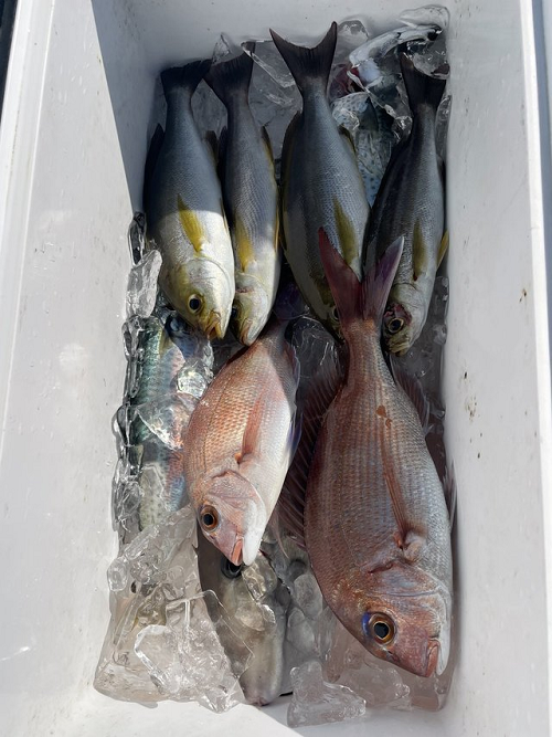 【釣果速報】和歌山県良栄丸でマダイ・メイチダイ・イサギと人気魚種続々ゲット!いろいろな魚との出会いを楽しみたい人は即予約を!|釣りまとめアンテナ
